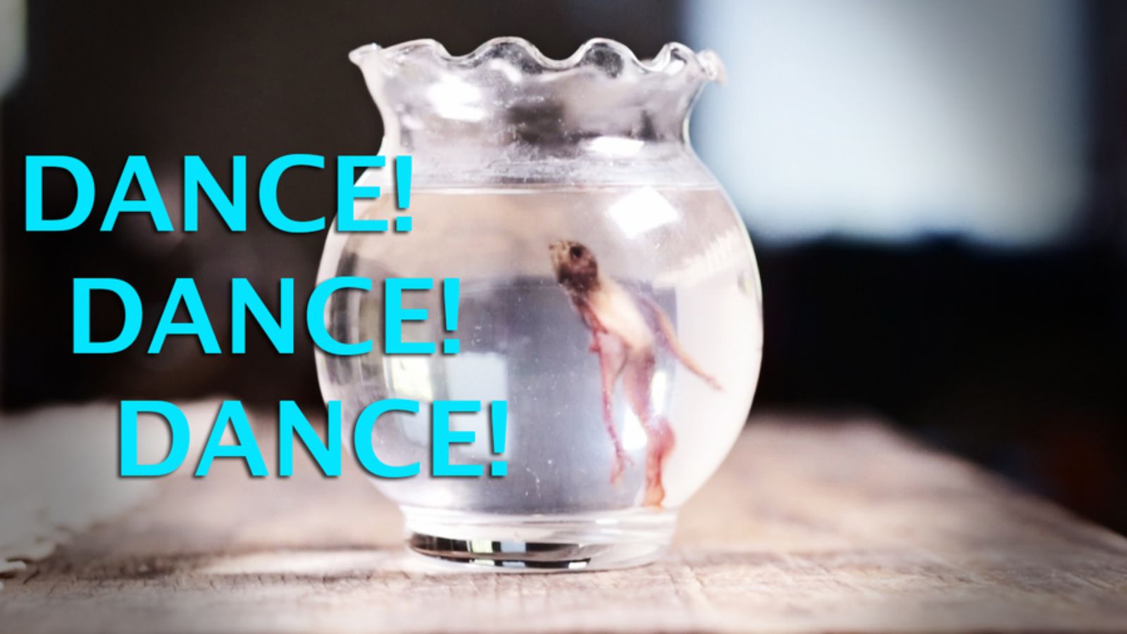 WATCH: We Taught A Fish To Dance - ClickHole