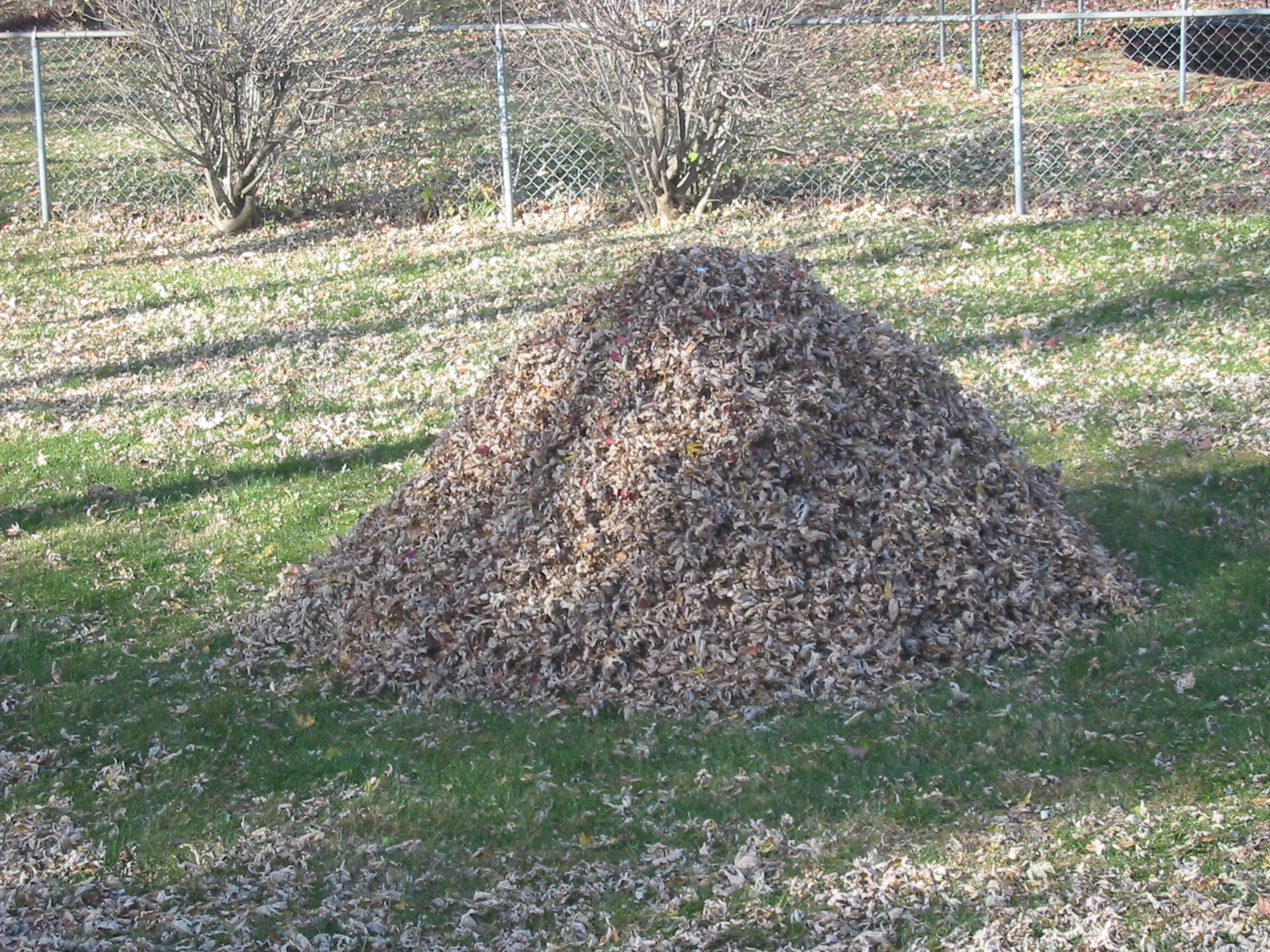 Heavy-Duty! 6 Giant Piles Of Leaves Raked Up By Real-Life People ...