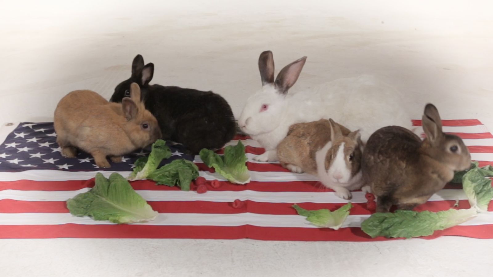 This Video Of Bunnies Hopping Around On The American Flag Is Meant To ...