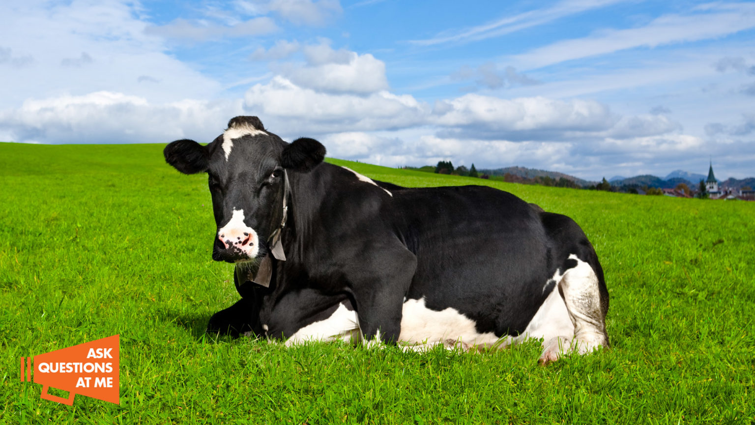 I Am 4 Years Old And I Just Saw A Cow!!!! Ask Questions At Me. - ClickHole