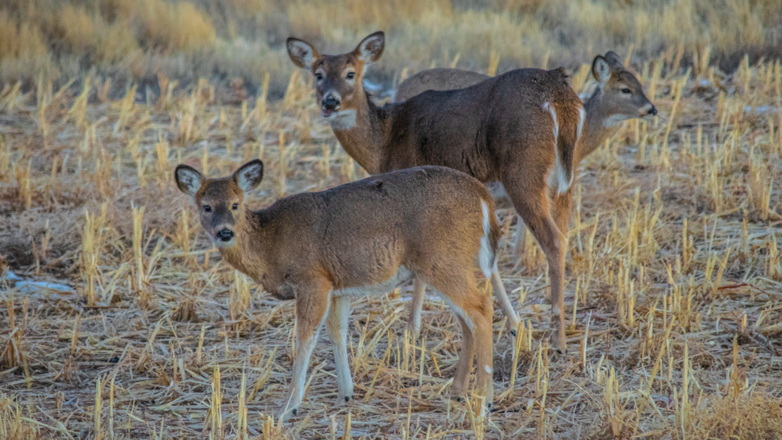 Did Your Pickup-Artist Coach Teach You Stuff That Works Better On Deer ...