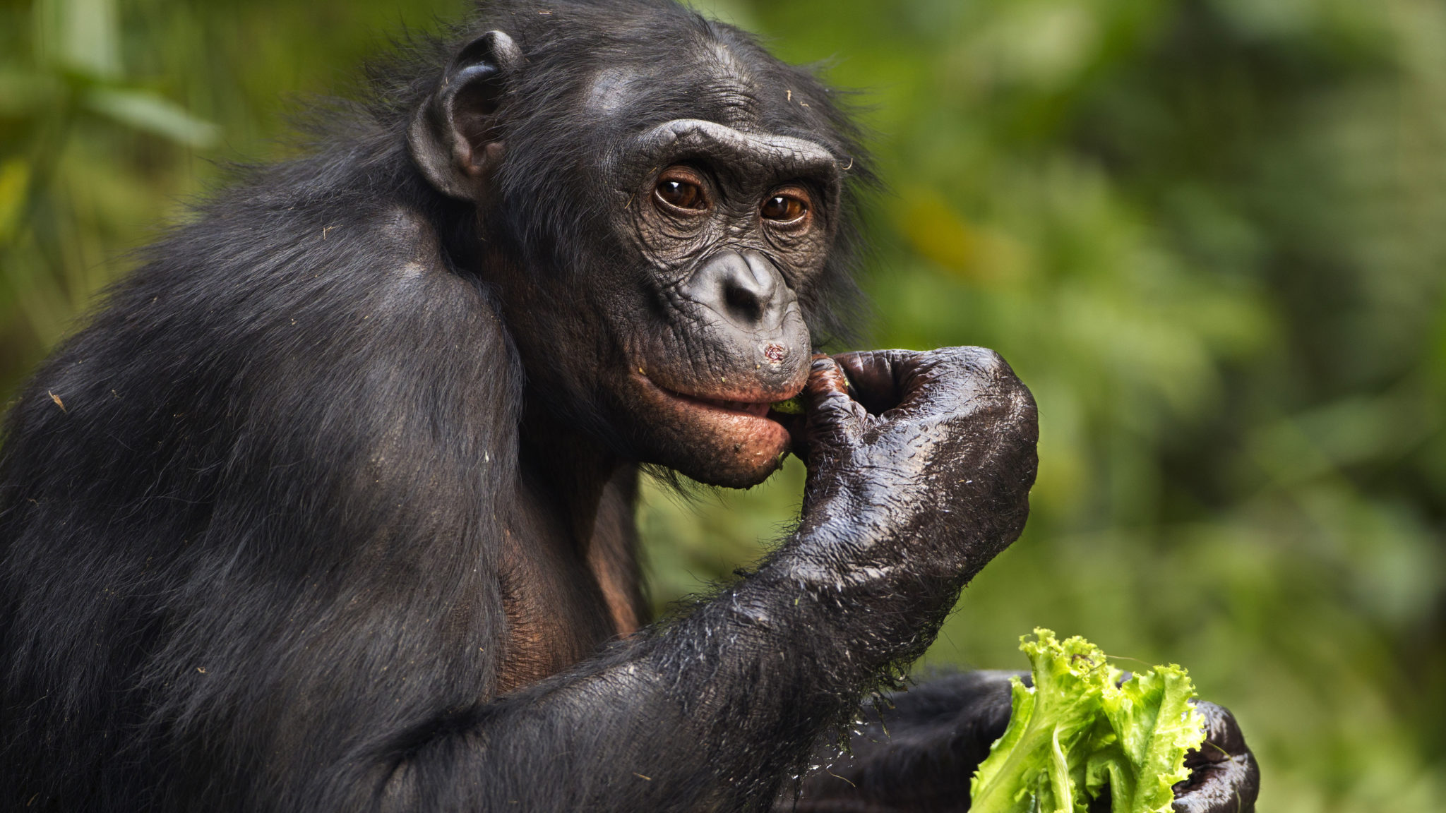 Beautiful Act Of Solidarity: When His Zookeeper Started Chemo ...