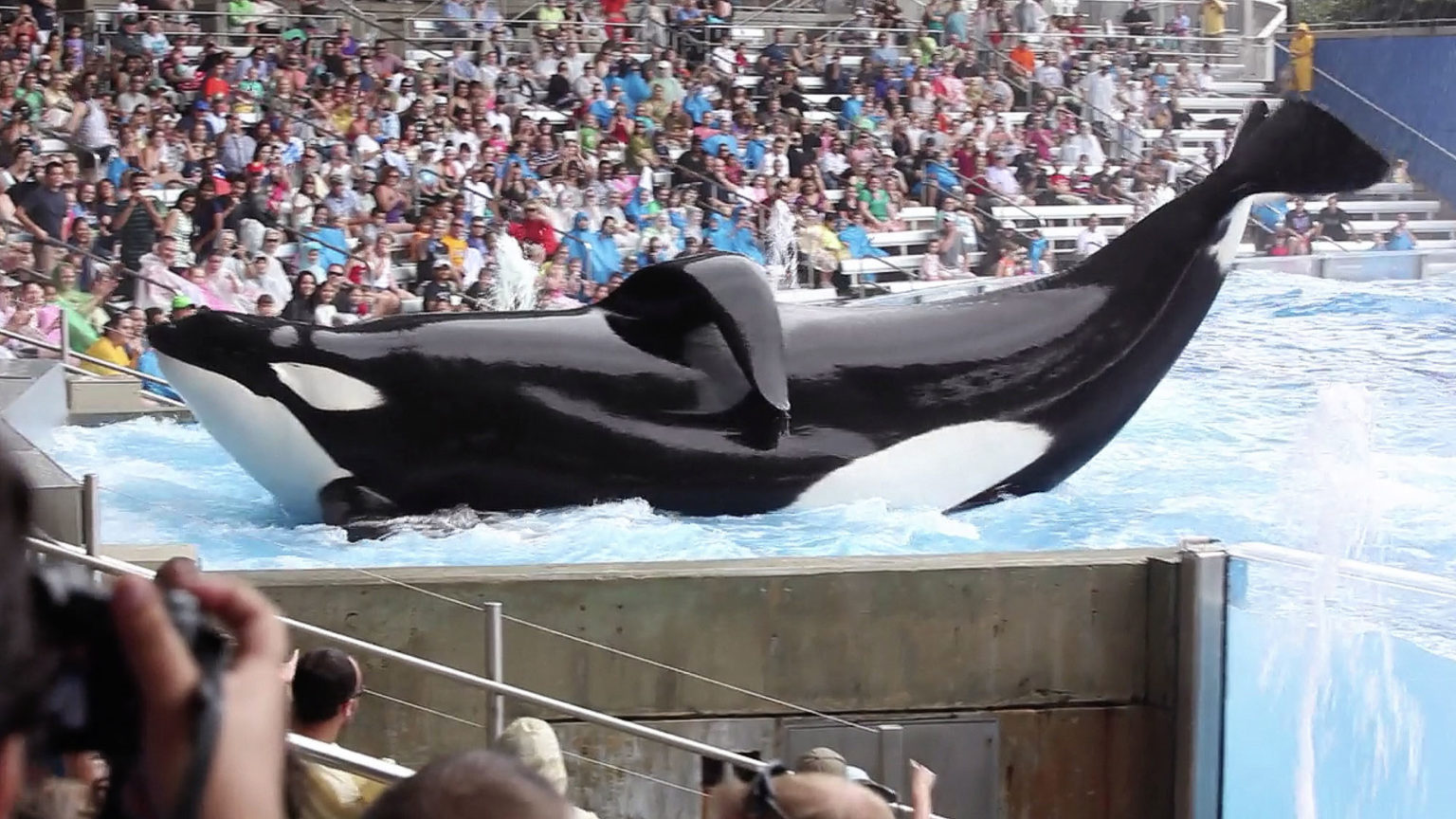 The Creators Of ‘Blackfish’ Are Releasing A New Documentary About How ...