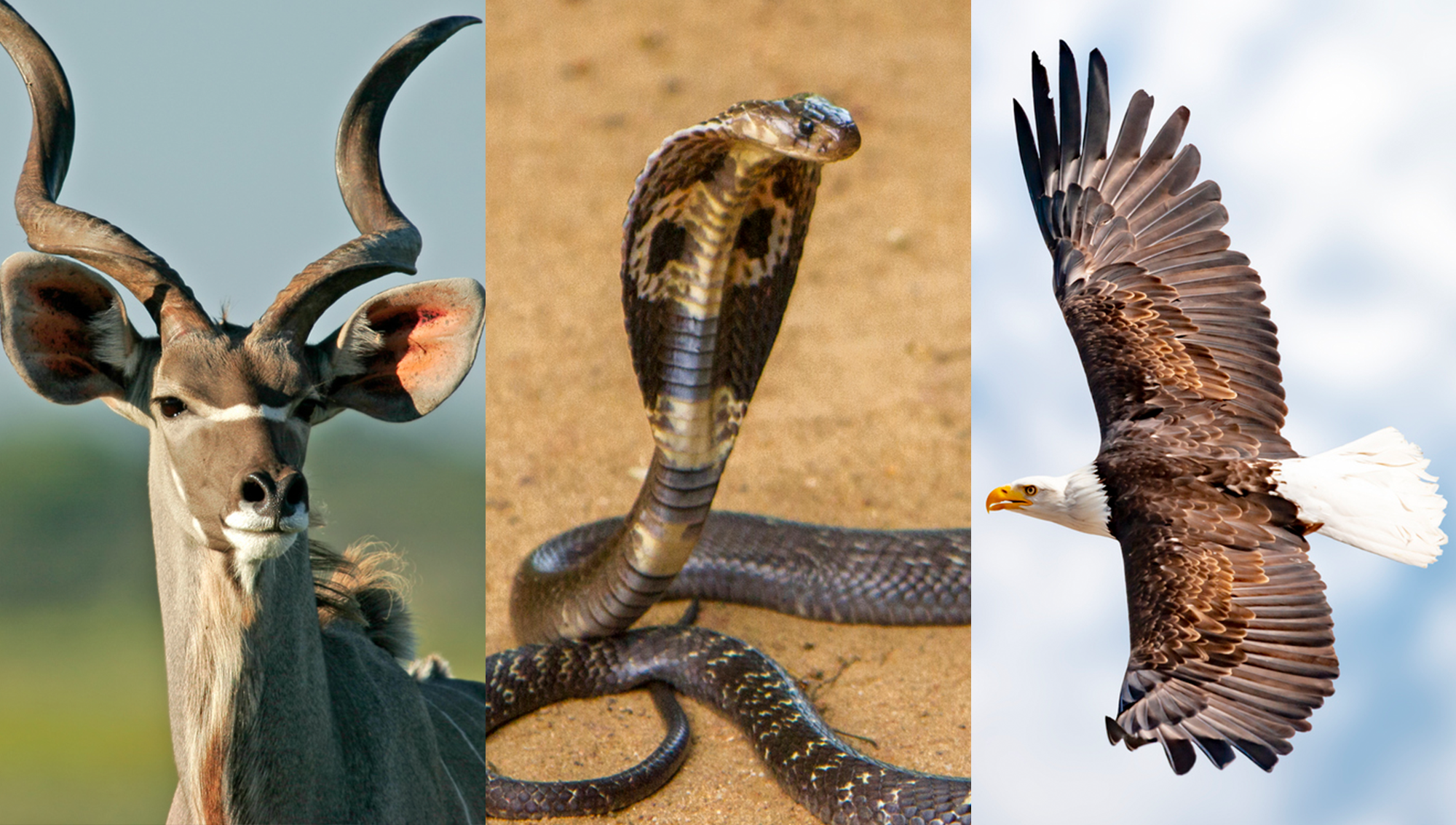 7 Incredibly Majestic Animals Who, Keep In Mind, Have Never ...