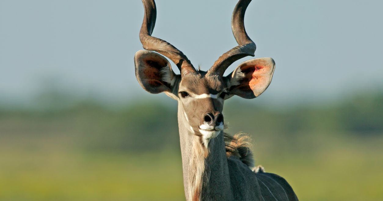 7 Incredibly Majestic Animals Who, Keep In Mind, Have Never ...