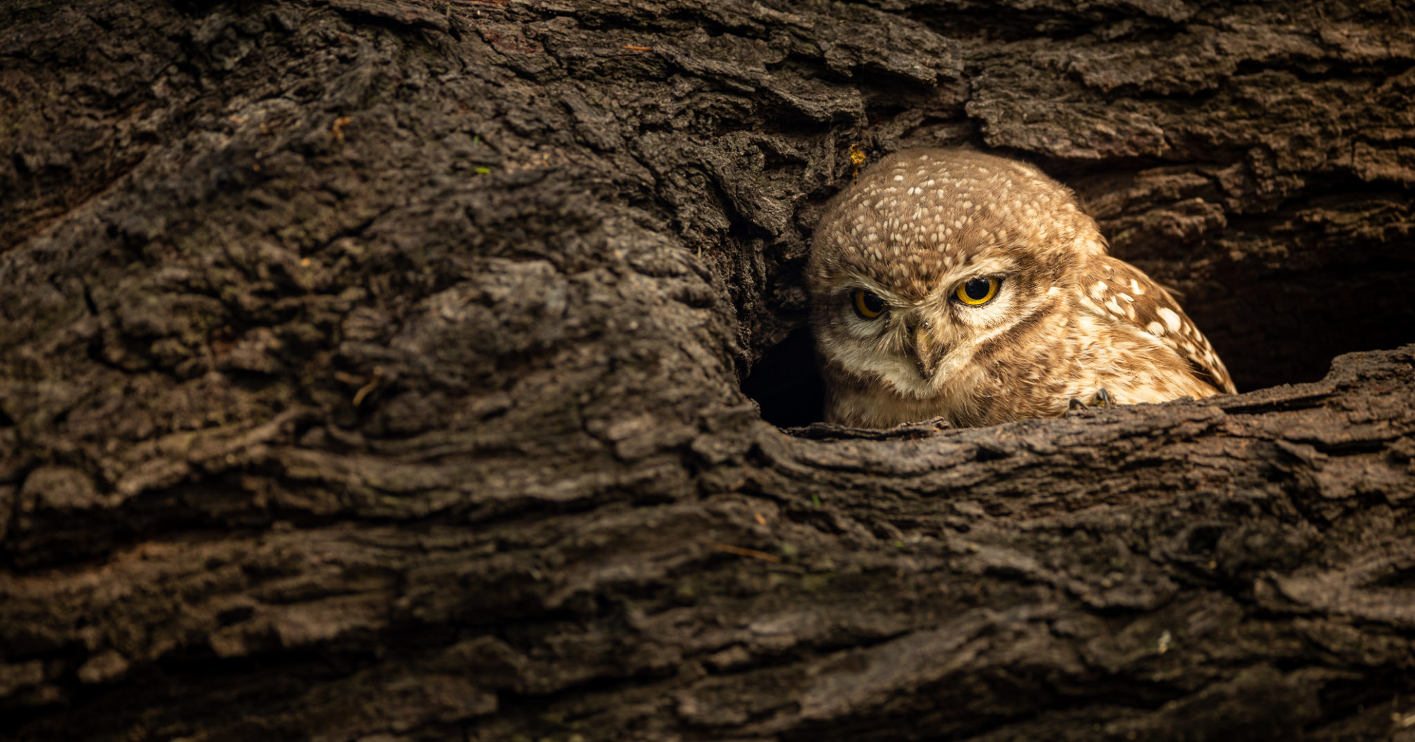 5 Adorable Baby Owl Photos That It’d Be Nice For You To Show Us For A ...