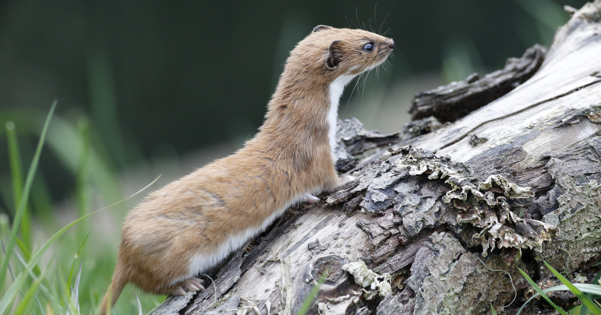6 Weasels That Will Make You Nod Your Head And Say 'Weasels' - ClickHole