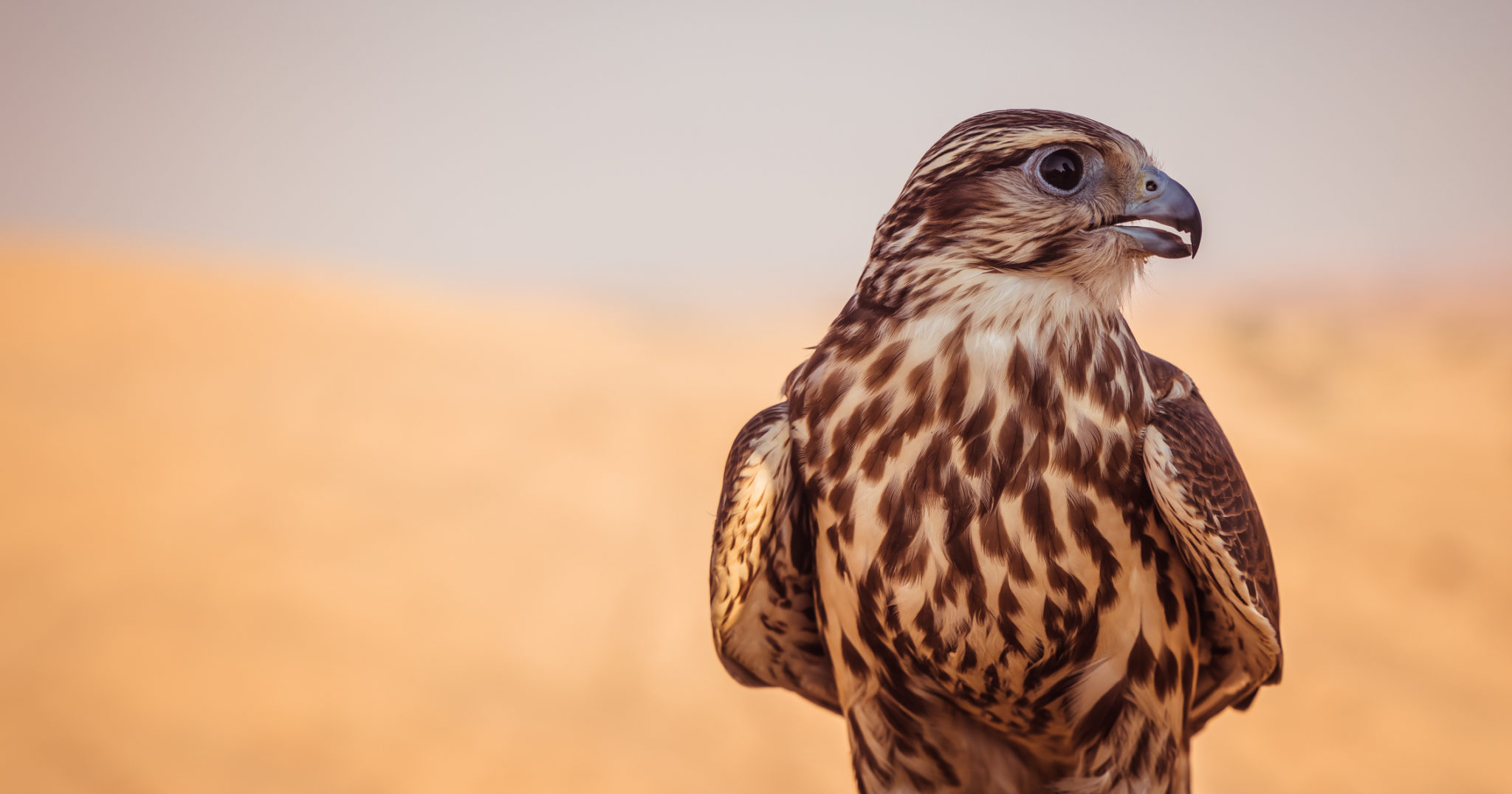 5 Fallback Animals That Could Symbolize Wisdom If The Worst Should Ever ...