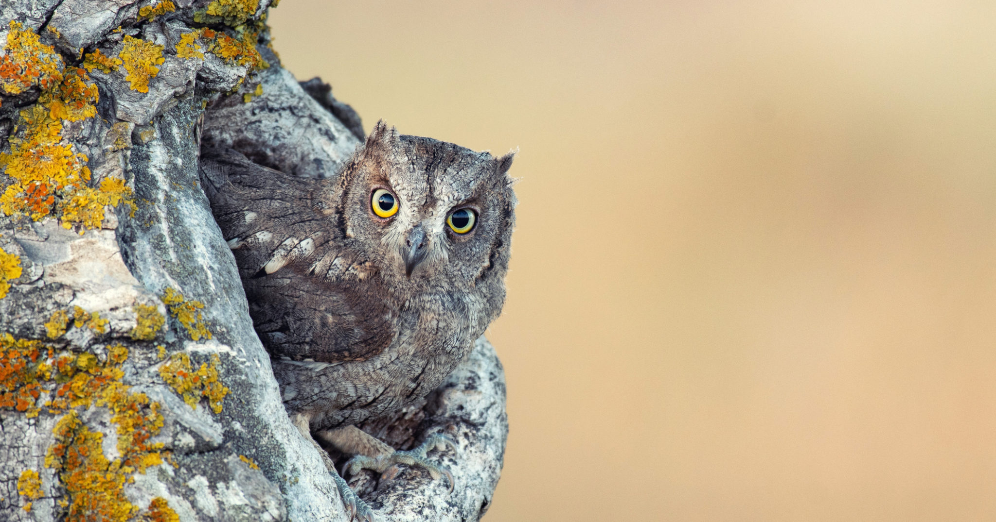 5 Fallback Animals That Could Symbolize Wisdom If The Worst Should Ever ...