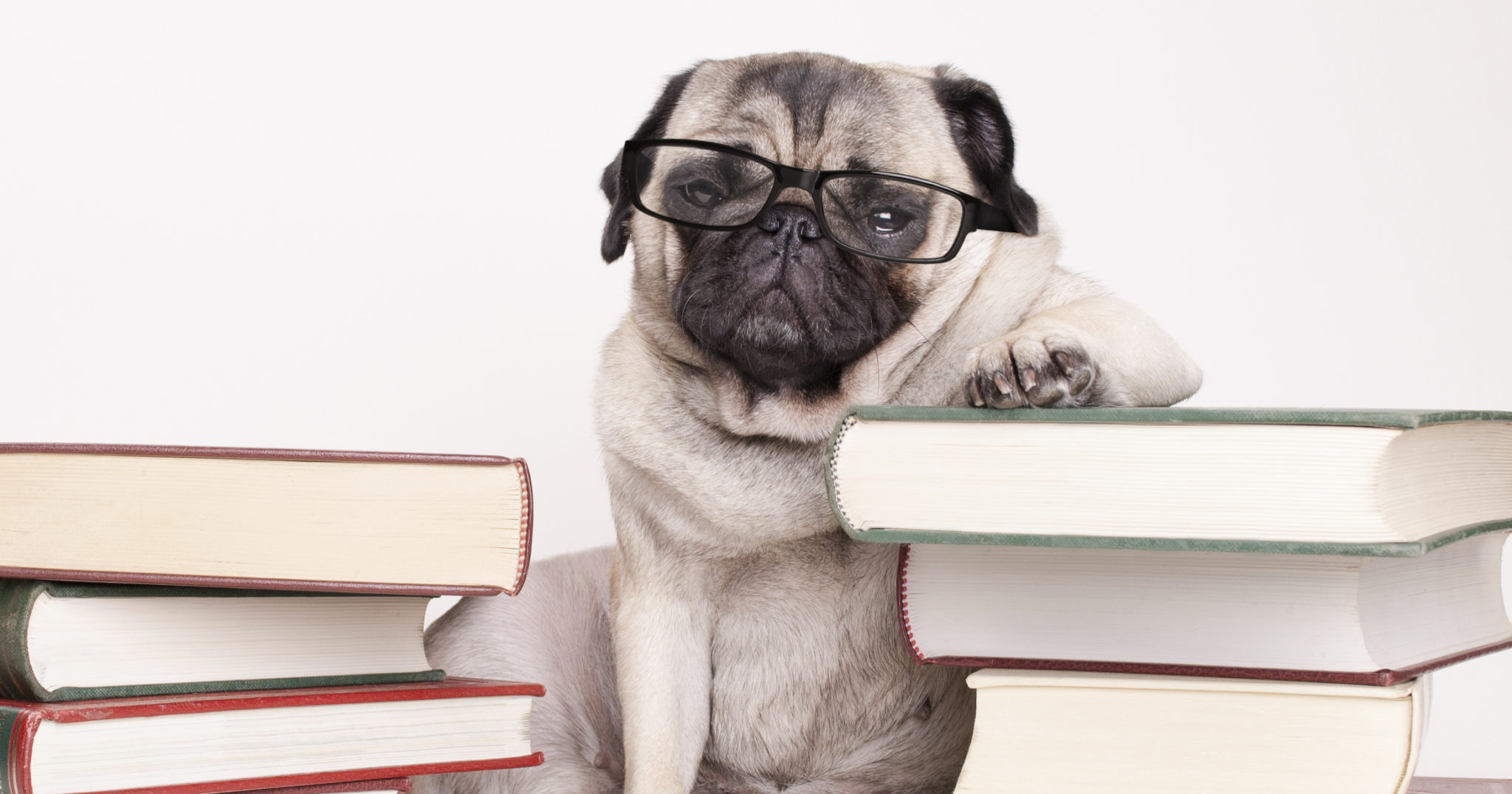 5 Fallback Animals That Could Symbolize Wisdom If The Worst Should Ever ...