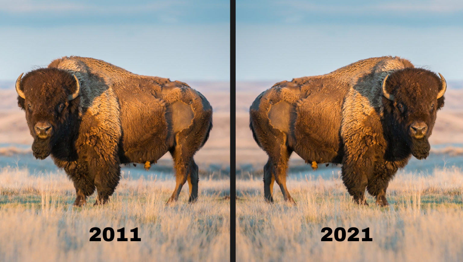 The Perils Of Climate Change: All The Bison In Yellowstone National ...