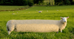 The Stretch Limo Of Sheep? This Sheep Is 14 Feet Long