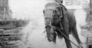 His Go-To Move: 5 Other Times Thomas Edison Electrocuted An Elephant To ...