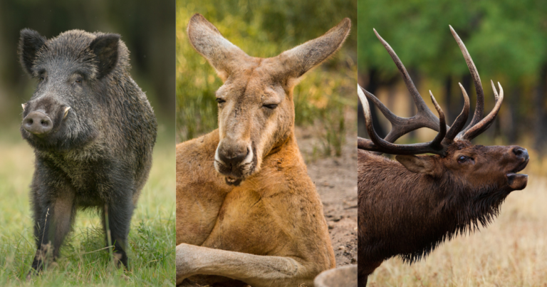 Take Heed: Here Are The 6 Most Common Animals People On Their Deathbeds ...