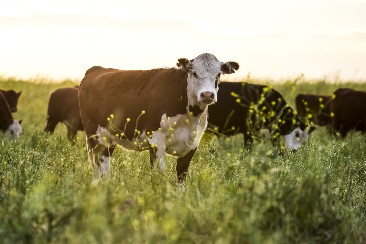 Think Animals Are Inferior To Humans? Here Are 6 Cows Who Use Wallets